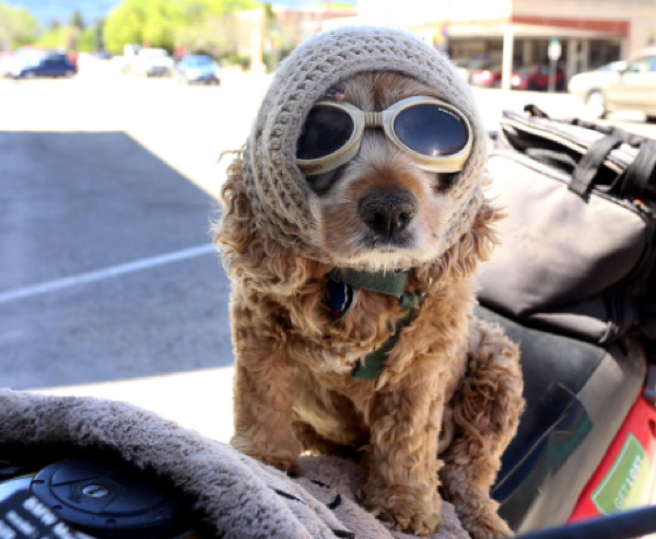 Man And Dog Log 64,000 Miles Together On A Motorcycle — Bikernet.com ...