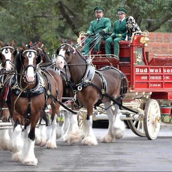 Budweiser Clydesdales on day 1 of Sturgis Motorcycle Rally — Bikernet ...